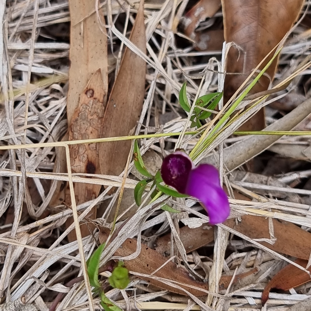 Mile-a-minute vine from Boondall QLD 4034, Australia on November 25 ...