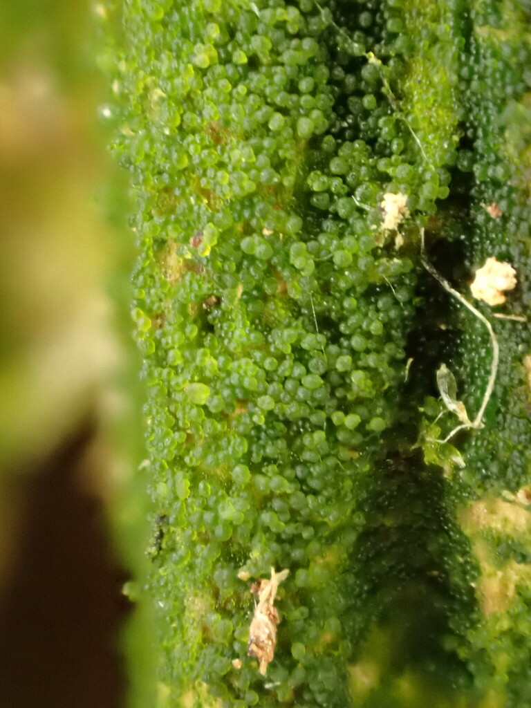 Botrydium from Thompson-Nicola, BC, Canada on November 24, 2023 at 01: ...