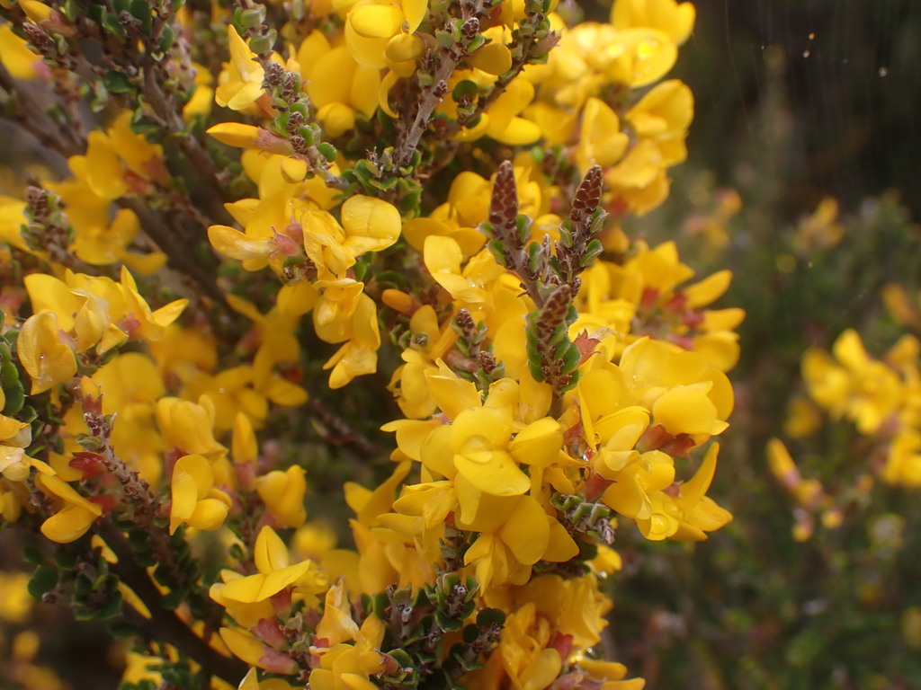 Bossiaea sericea from Creel Bay NSW 2627, Australia on November 21 ...