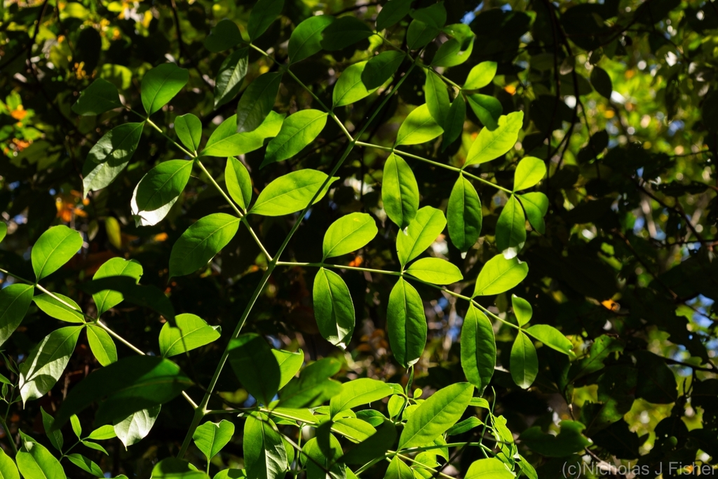 celery wood from Lismore NSW 2480, Australia on November 24, 2023 at 03 ...