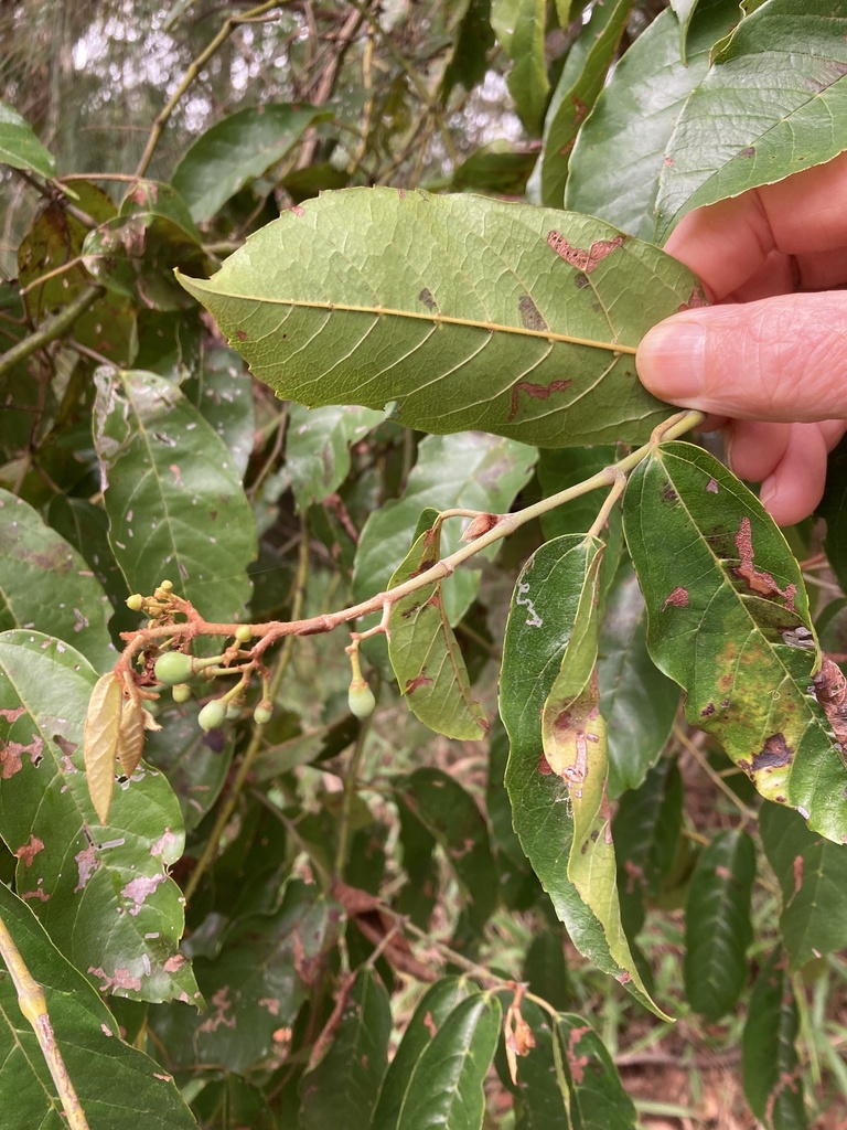 Kangaroo Vine from Cook Dr, Coffs Harbour, NSW, AU on November 25, 2023 ...