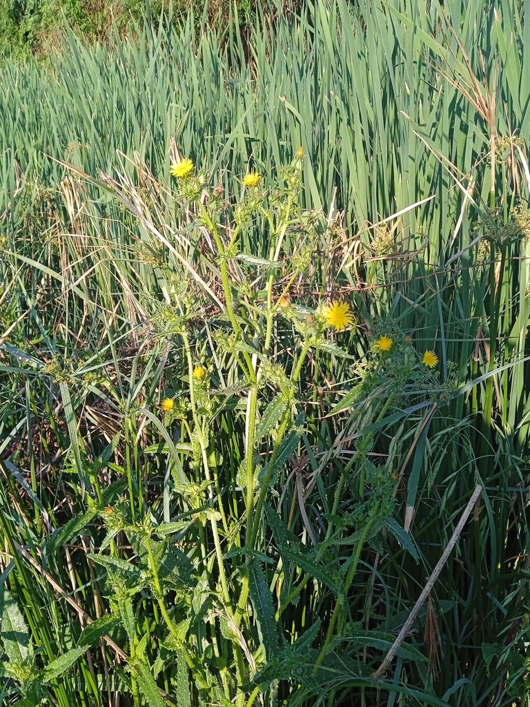 bristly oxtongue from Colbyn Valley Nature Area, Coordinates 'S25 44 ...