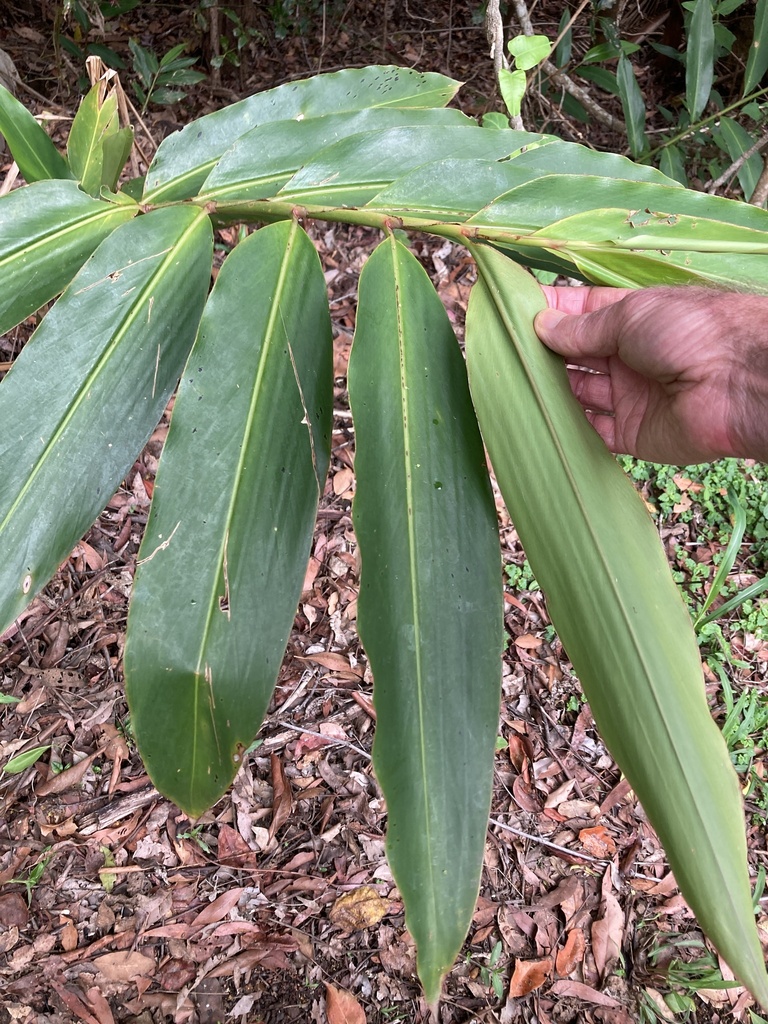 Native Ginger from Coramba Rd, Karangi, NSW, AU on November 25, 2023 at ...