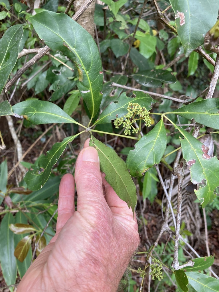 Cissus from Coramba Rd, Karangi, NSW, AU on November 25, 2023 at 04:00 ...