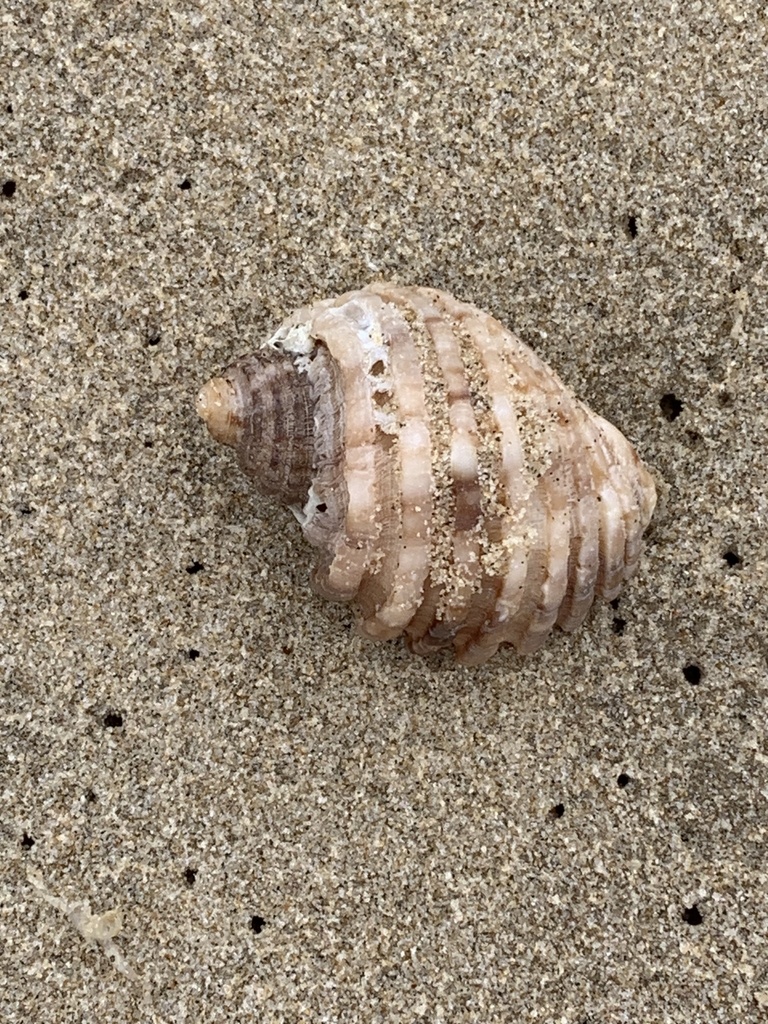 Cart-Rut Shell from Urunga, NSW, AU on November 25, 2023 at 03:16 PM by ...