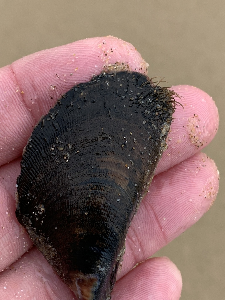Hairy Mussel from Tasman Sea, Urunga, NSW, AU on November 25, 2023 at ...