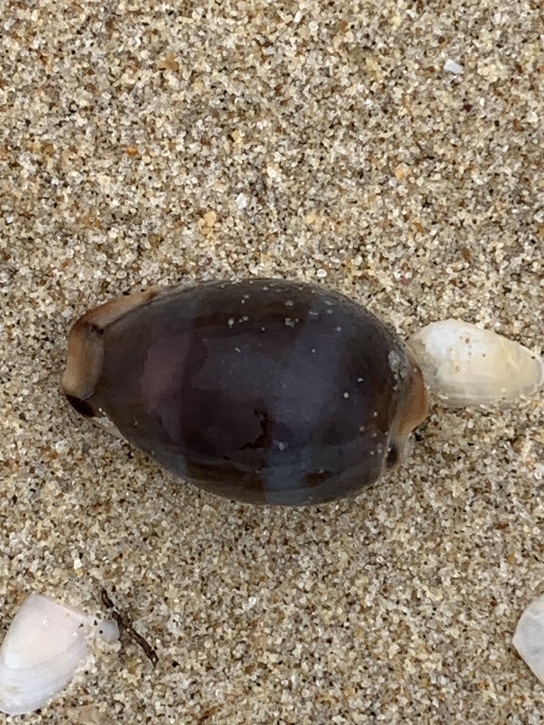 yellow-toothed cowrie from Urunga, NSW, AU on November 25, 2023 at 03: ...