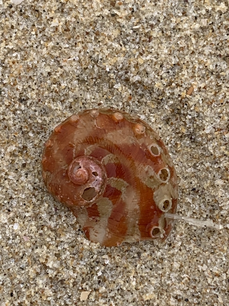 Brazier's ear shell from Urunga, NSW, AU on November 25, 2023 at 03:01 ...