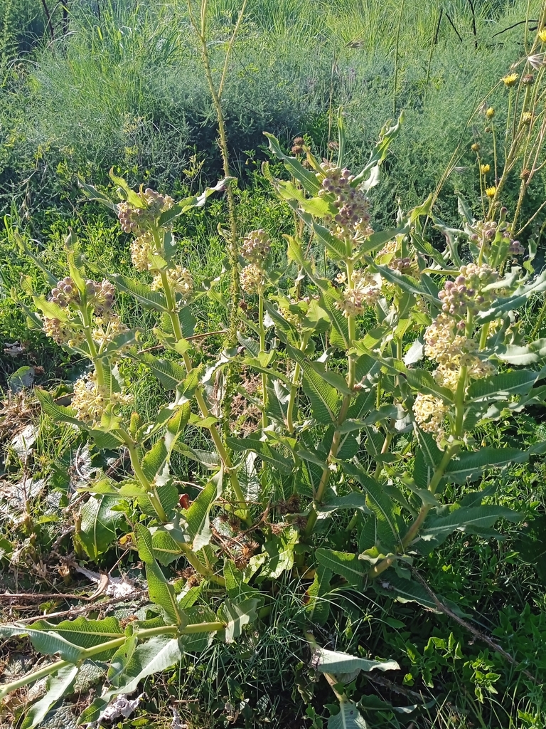Wavyleaf Cartwheel from Colbyn Valley Nature Area, Coordinates 'S25 44 ...