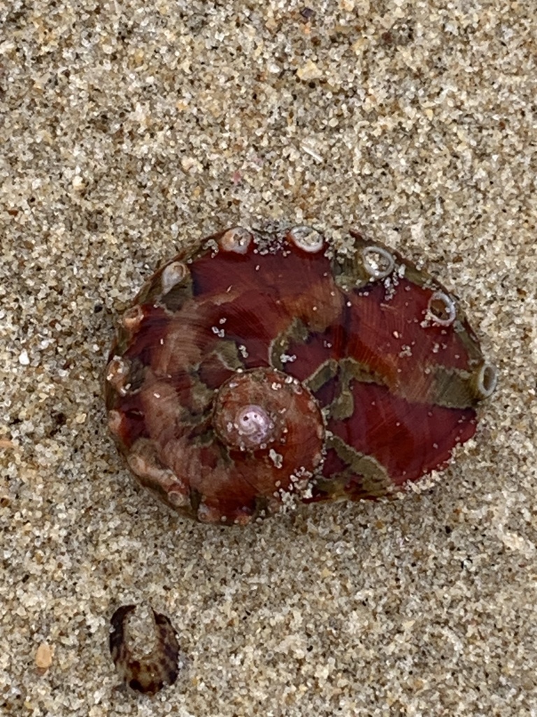 Brazier's ear shell from Urunga, NSW, AU on November 25, 2023 at 02:57 ...