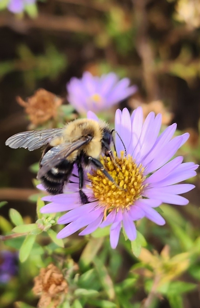 Common Eastern Bumble Bee from John James Audubon Center at Mill Grove ...