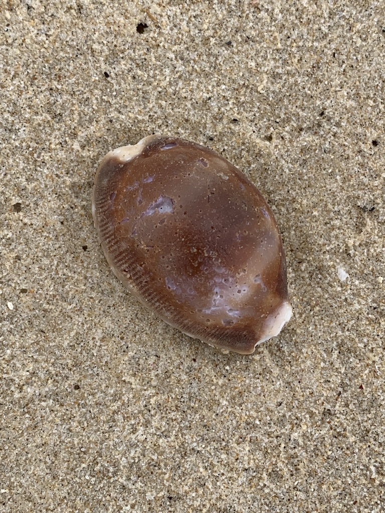 Calf Cowry from Tasman Sea, Urunga, NSW, AU on November 25, 2023 at 02: ...