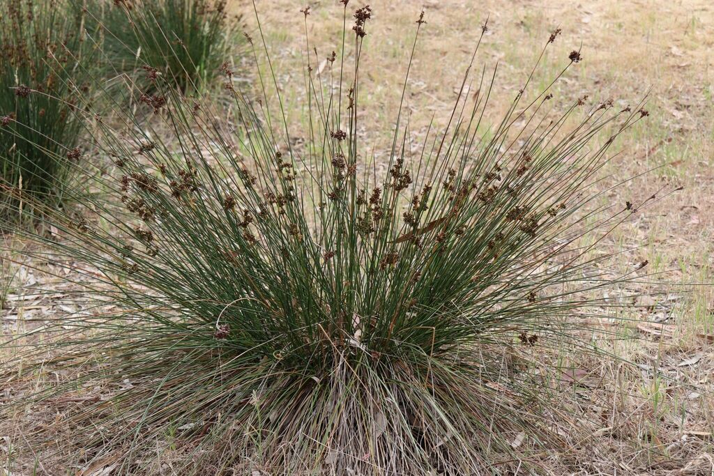 spiny rush in November 2023 by babblerboy · iNaturalist