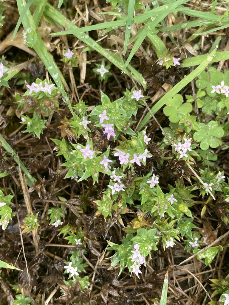 Field madder from Middle Dural NSW 2158, Australia on November 25, 2023 ...