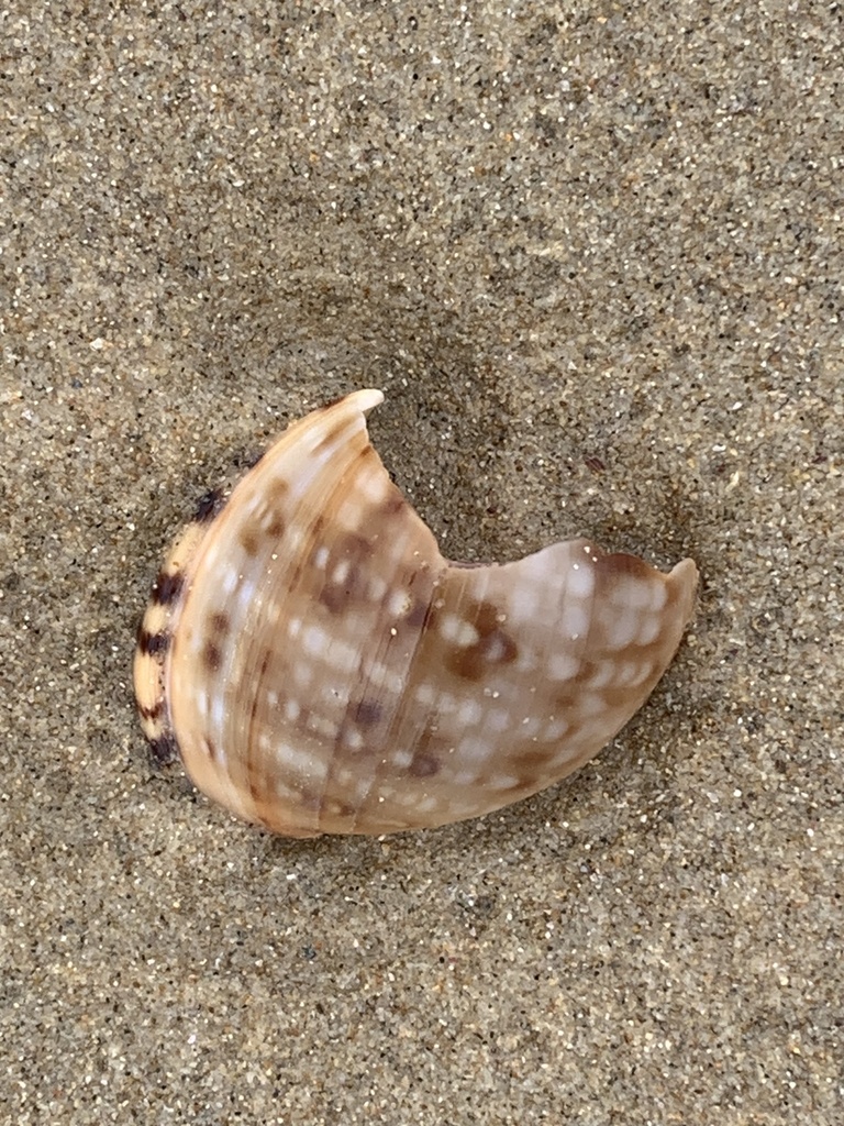 Labiate Helmet Snail from Urunga, NSW, AU on November 25, 2023 at 02:28 ...