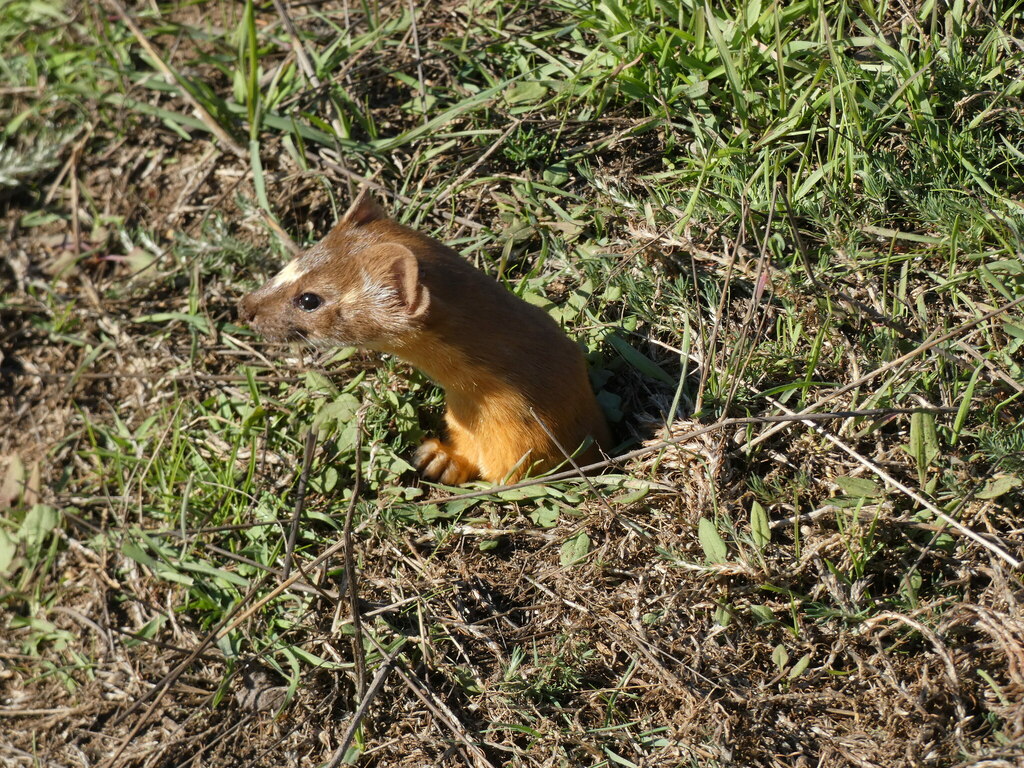 Long-tailed Weasel from Marin County, CA, USA on November 24, 2023 at ...