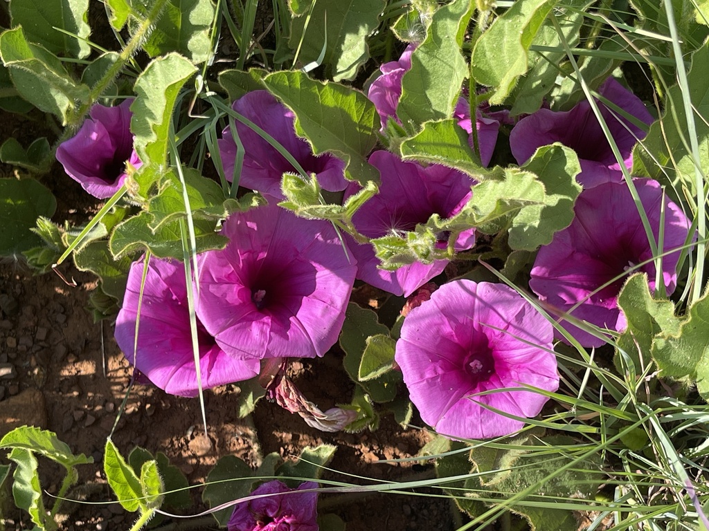 morning-glories from Colbyn, Pretoria, GP, ZA on November 25, 2023 at ...