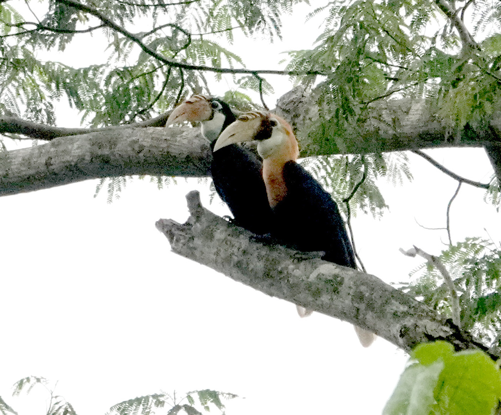 Blyth's Hornbill from Logging Track, Obi, South Halmahera Regency ...