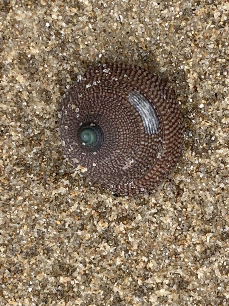 Clanculus maugeri from Tasman Sea, Urunga, NSW, AU on November 25, 2023 ...