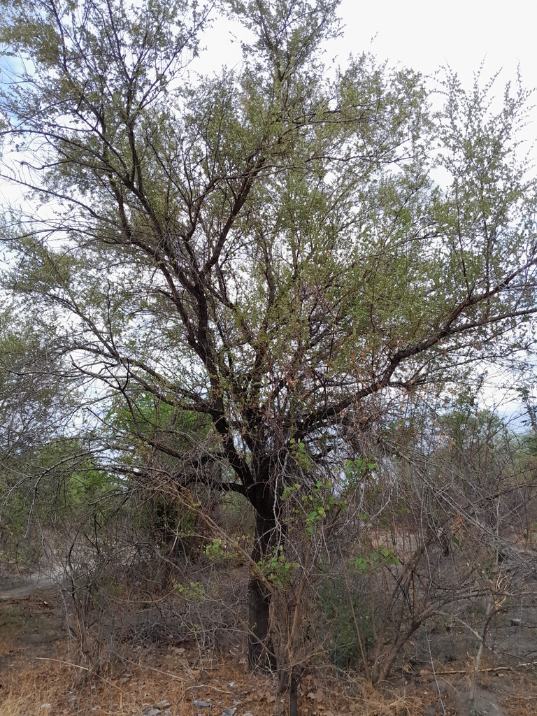 Leadwood from Katima Muliro Rural, NA-CA, NA on November 25, 2023 at 08 ...