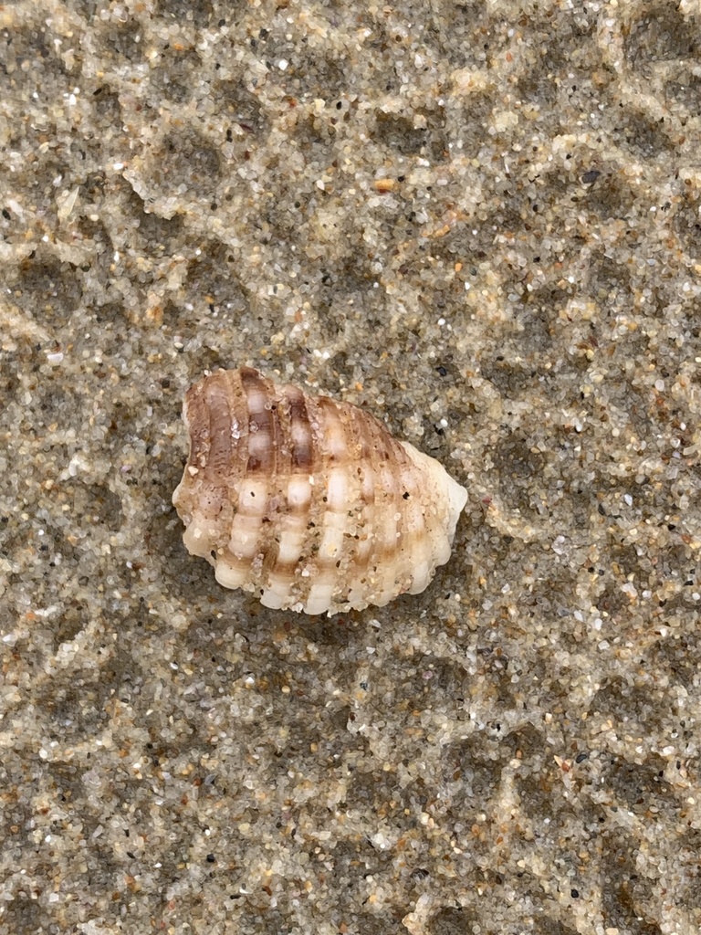 Cart-Rut Shell from Tasman Sea, Urunga, NSW, AU on November 25, 2023 at ...