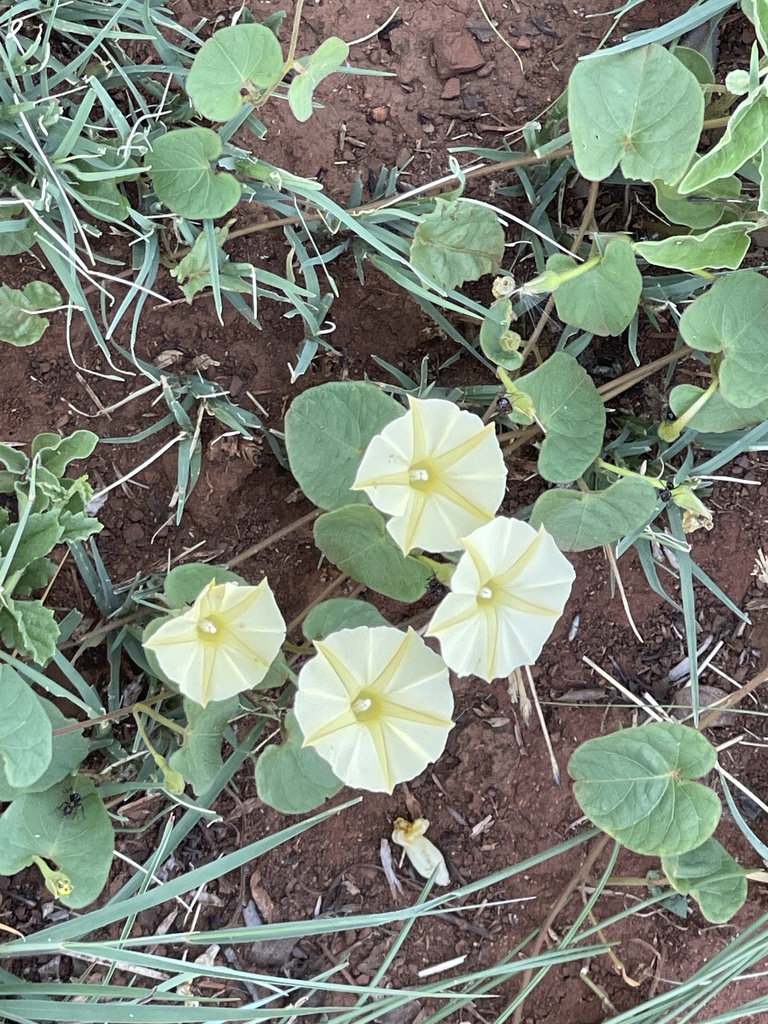 Obscure Morning Glory from Colbyn, Pretoria, GP, ZA on November 25 ...