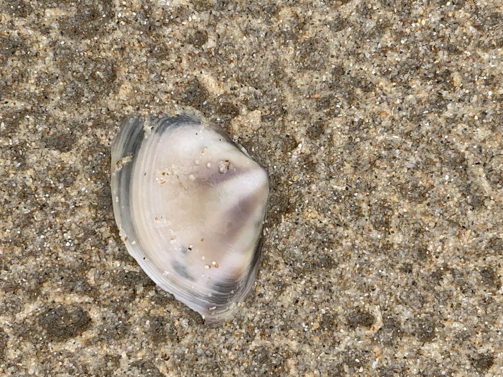 Reddish Trough Shell from Tasman Sea, Urunga, NSW, AU on November 25 ...