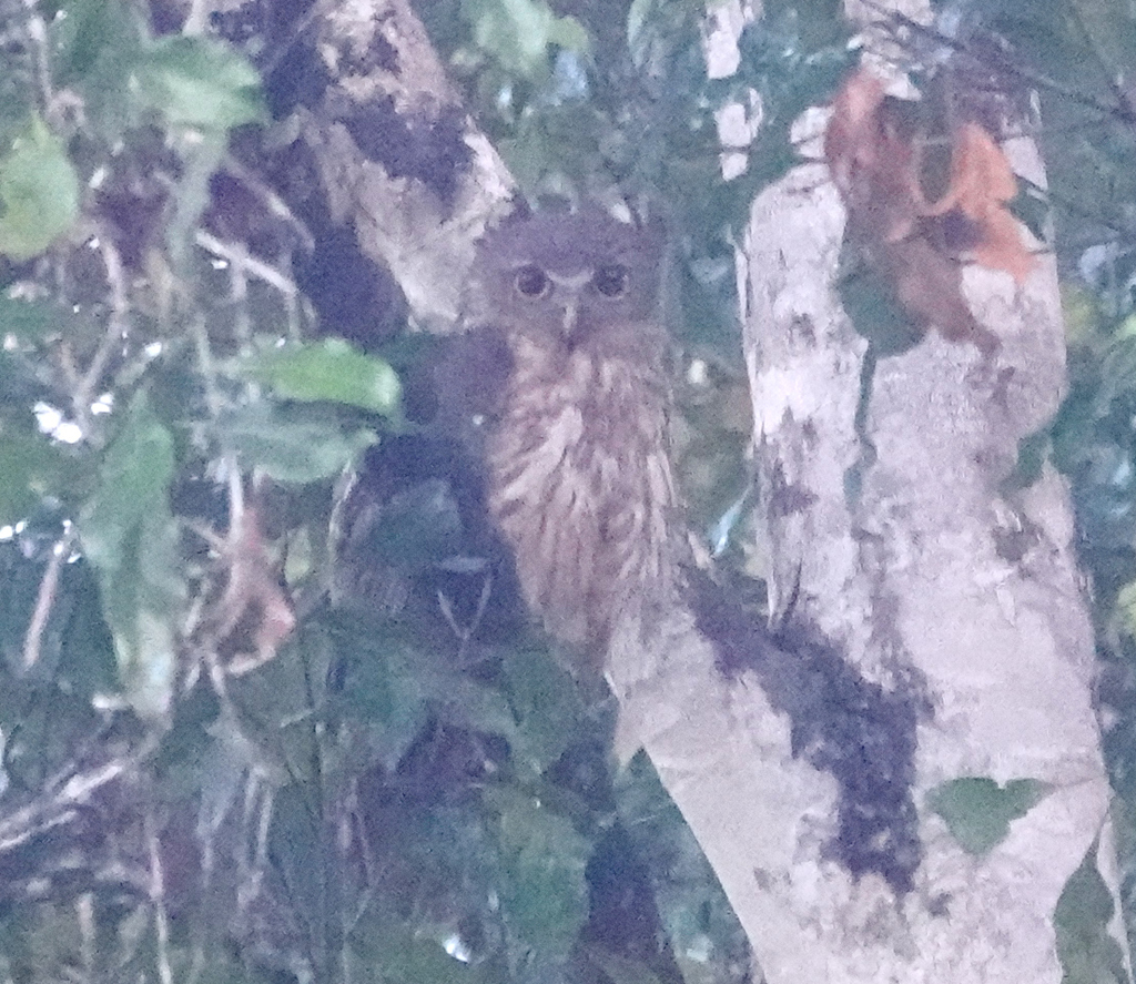 Barking Owl from Logging Track, Obi, South Halmahera Regency, North ...
