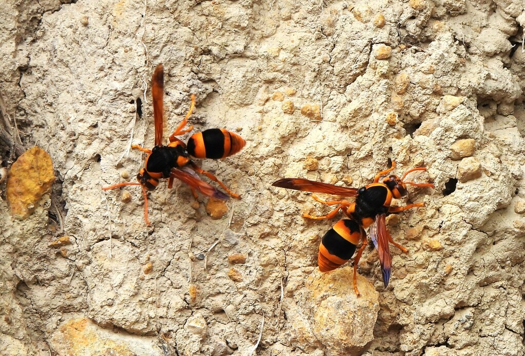 Abispa splendida from Strathdickie QLD 4800, Australia on November 25 ...