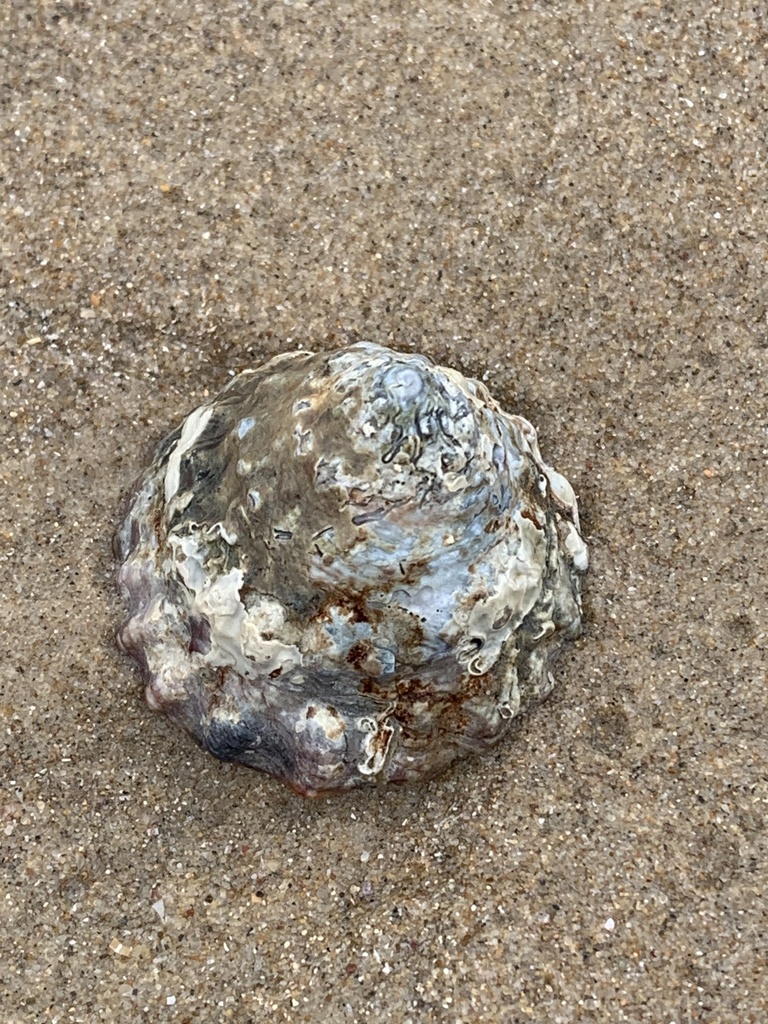 Common Tent Shell from Tasman Sea, Urunga, NSW, AU on November 25, 2023 ...
