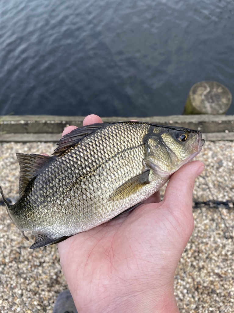 White Perch from Milton L Burns Park, Riverhead, NY, US on August 31 ...