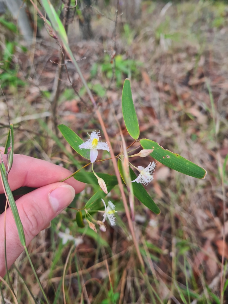 Wombat Berry from Cameron Park NSW 2285, Australia on November 25, 2023 ...