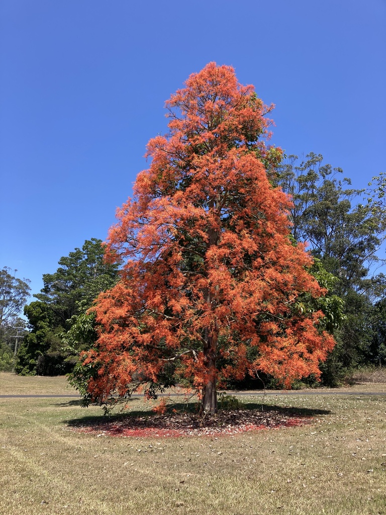 flame tree from Crams Farm Reserve, Doon Doon, NSW, AU on October 21 ...
