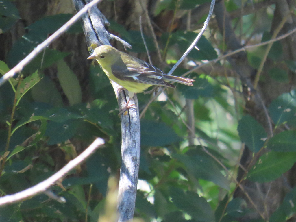 Lesser Goldfinch from West Colorado Springs, Colorado Springs, CO, USA ...