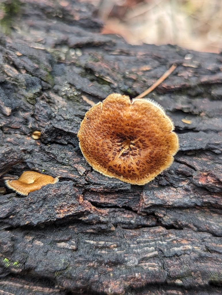 Spring Polypore from Cessnock, AU-NS, AU on November 25, 2023 at 05:34 ...