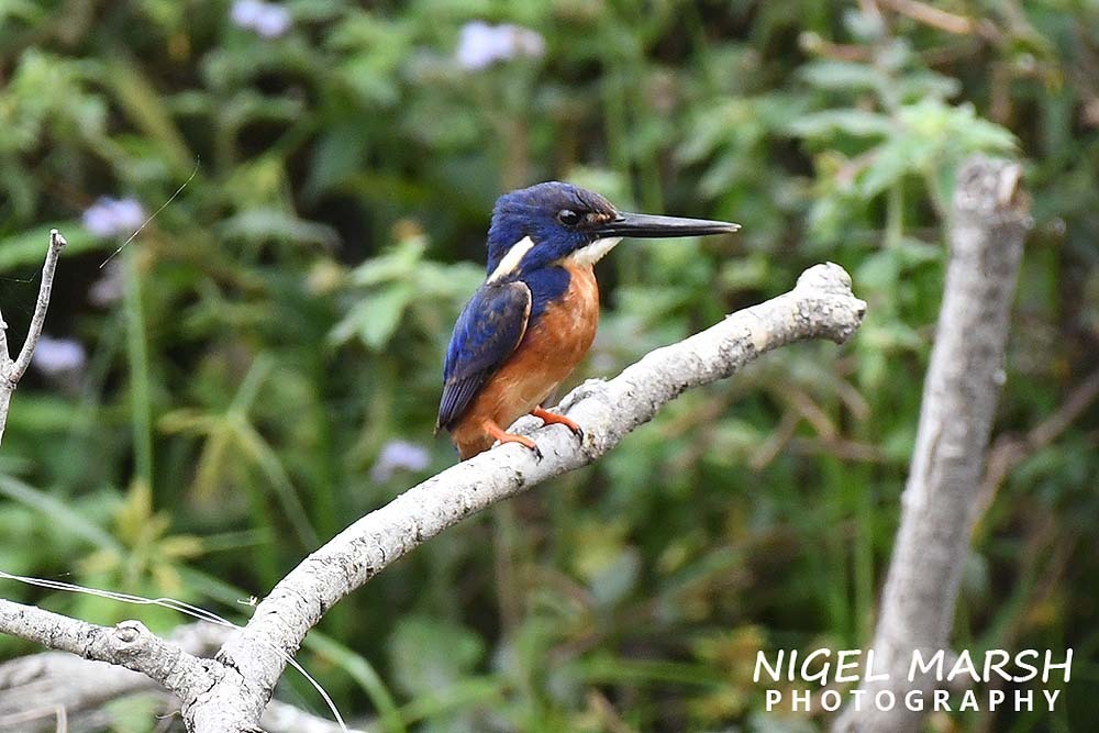 Azure Kingfisher from Brisbane QLD, Australia on November 25, 2023 at ...