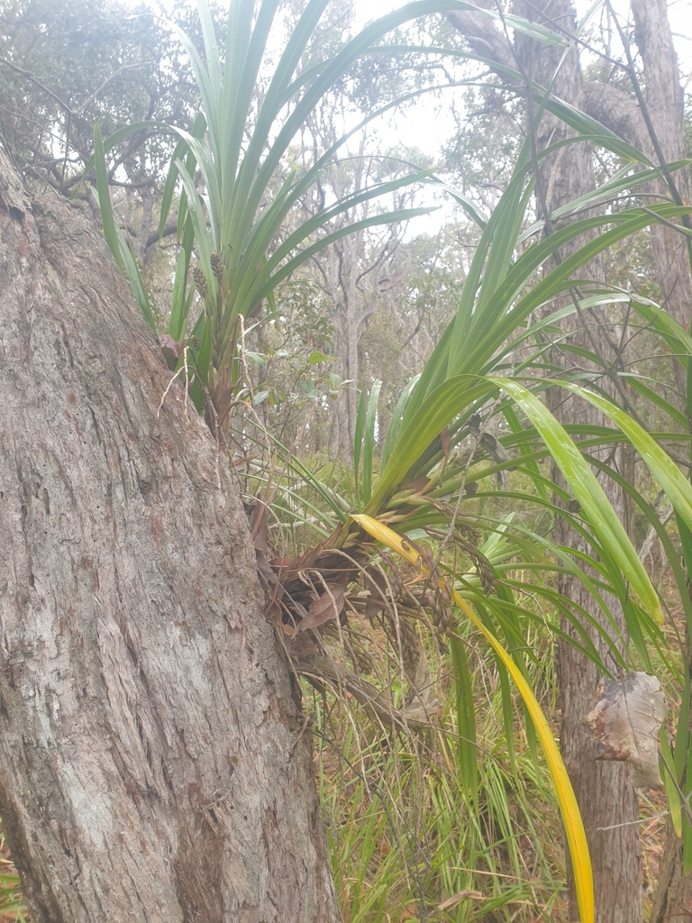 Snake Orchid from Valla Beach NSW 2448, Australia on November 25, 2023 at 03:53 PM by Nick ...