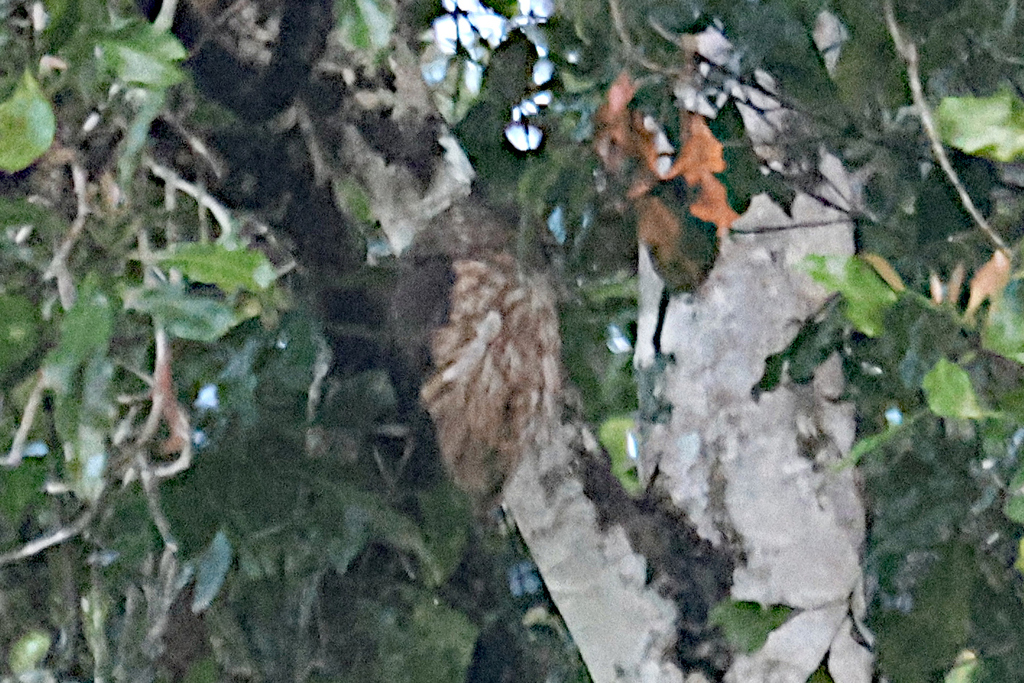 Barking Owl from Logging track, Obi Is., South Halmahera Regency, North ...