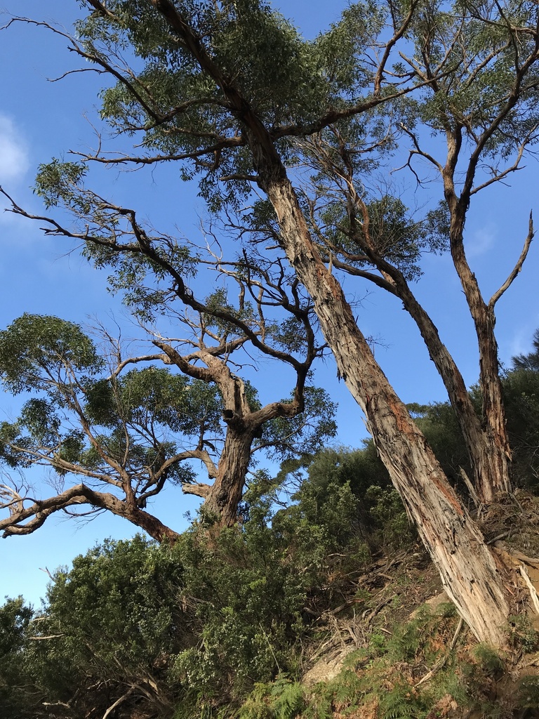 Brown-top Stringybark from Wilsons Promontory VIC 3960, Australia on ...