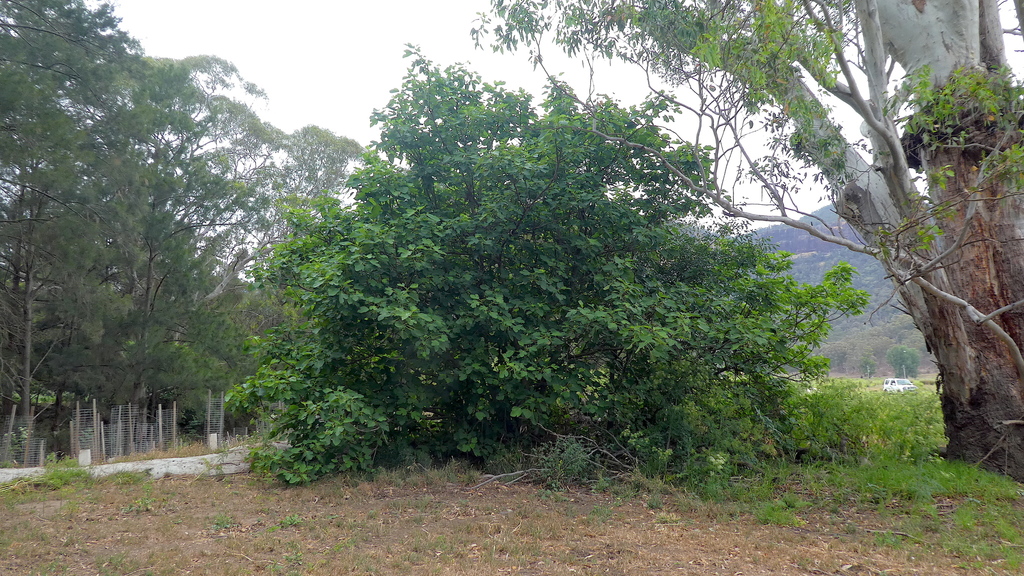common fig from Glen Davis NSW 2846, Australia on November 24, 2023 at ...