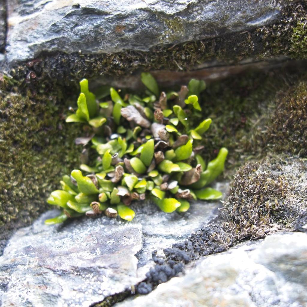 strap fern (South Georgia Flora) · iNaturalist