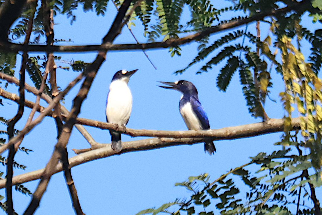 Blue-and-white Kingfisher from Logging track, Obi Is., South Halmahera ...