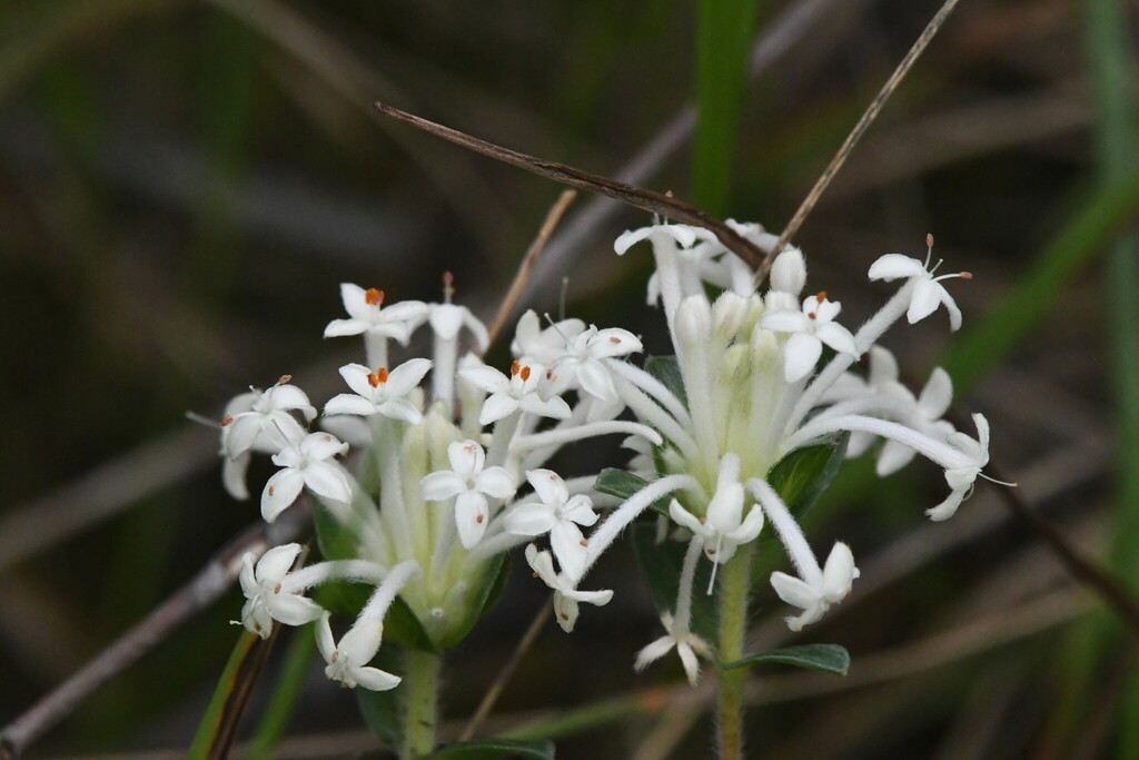 Common Rice-flower from St Andrews VIC 3761, Australia on November 25 ...