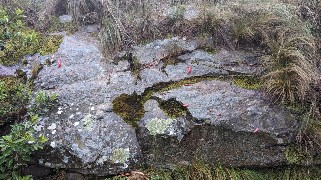Kaputar Pink Slug in November 2023 by Adrian Elsner · iNaturalist