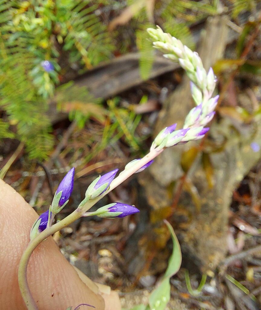 Digger's Speedwell from Penrose NSW 2579, Australia on November 25 ...