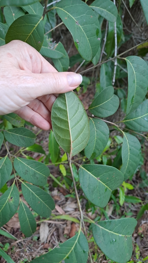 Blush Cudgerie from Karangi NSW 2450, Australia on November 25, 2023 at 05:03 PM by coolduck ...