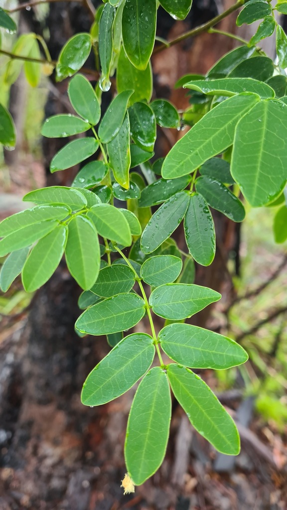 Christmas Senna from Sydney NSW, Australia on November 25, 2023 at 08: ...