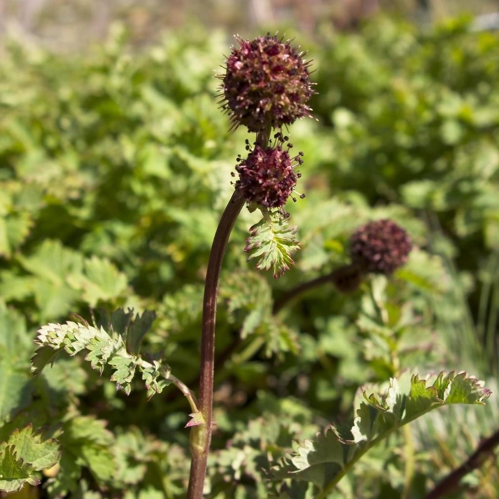Hybrid burnet (South Georgia Flora) · iNaturalist
