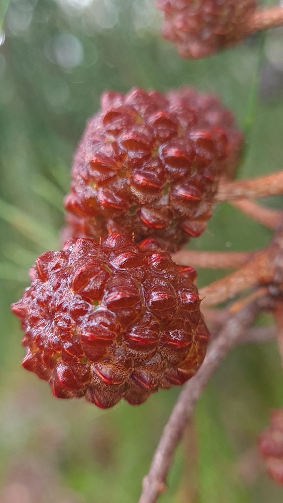 Forest sheoak from Sydney NSW, Australia on November 25, 2023 at 09:05 ...