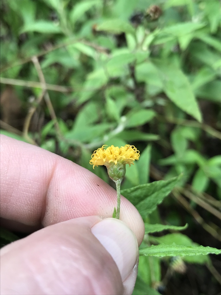 Acomis acoma from Brookfield (incl. Brisbane Forest Park), D'Aguilar ...